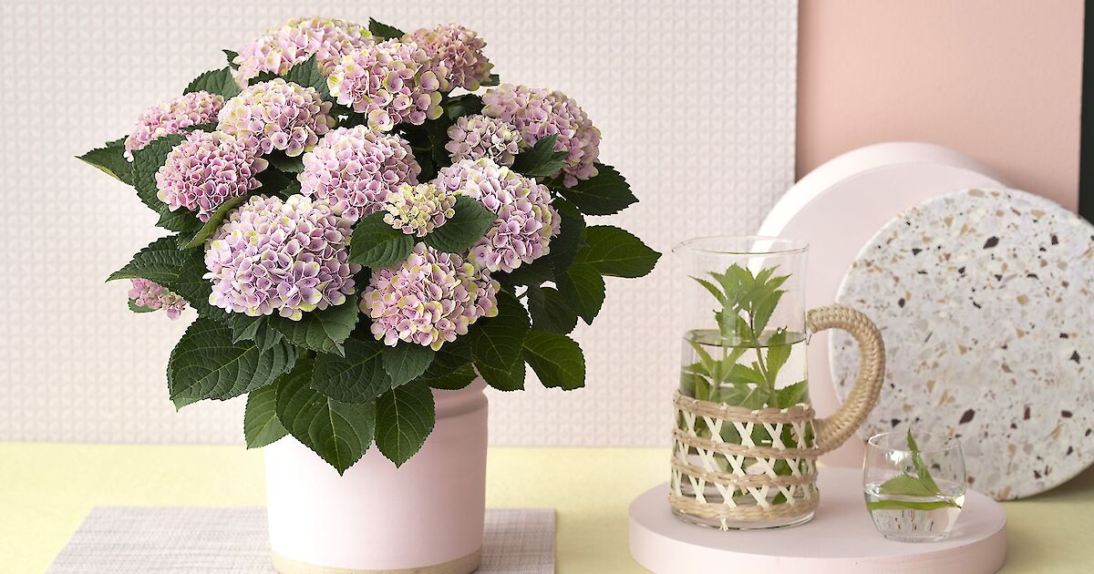 Magical® Revolution hydrangea | Magical Hydrangea