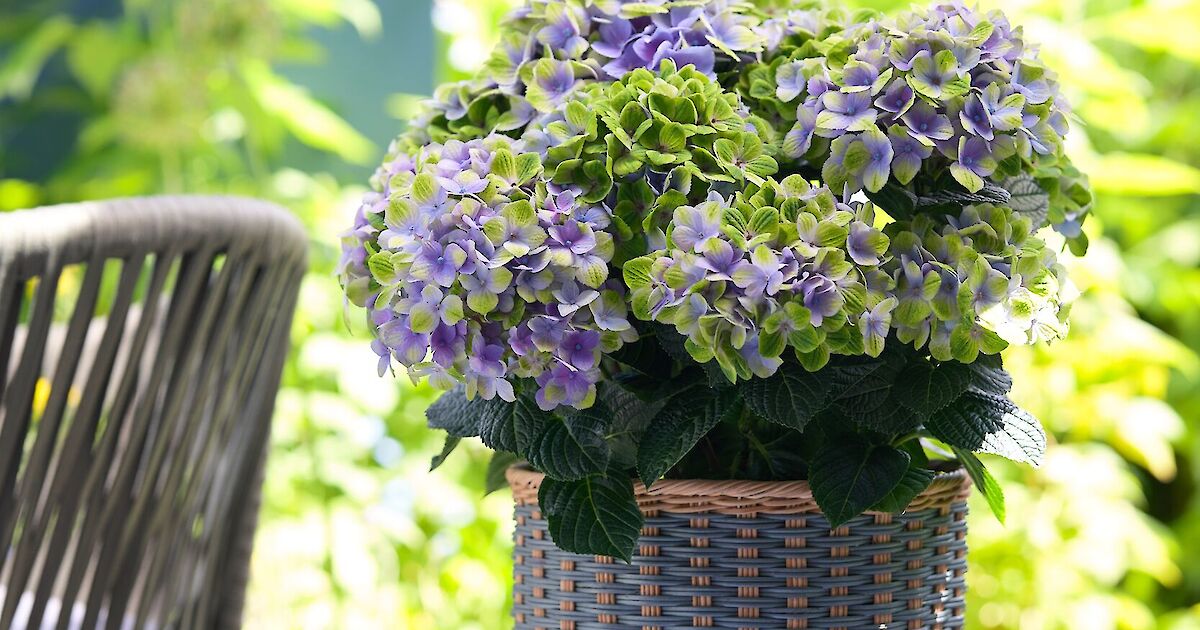 Buy hydrangeas | Magical Hydrangea