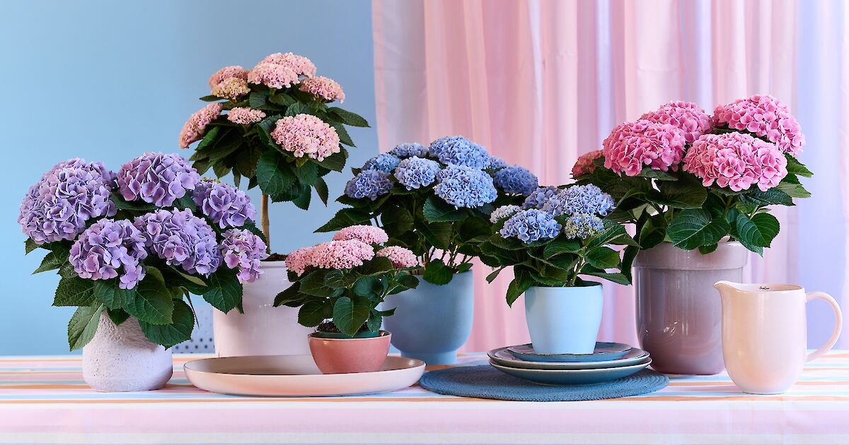 About us | Magical Hydrangea