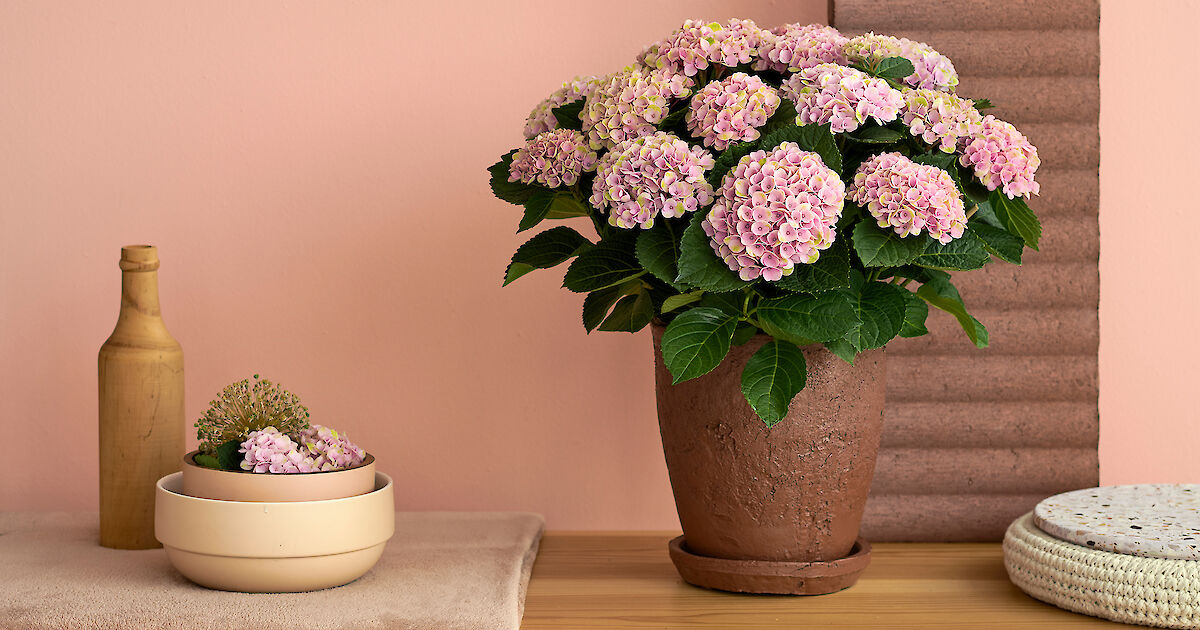 Frequently Asked Questions | Magical Hydrangea
