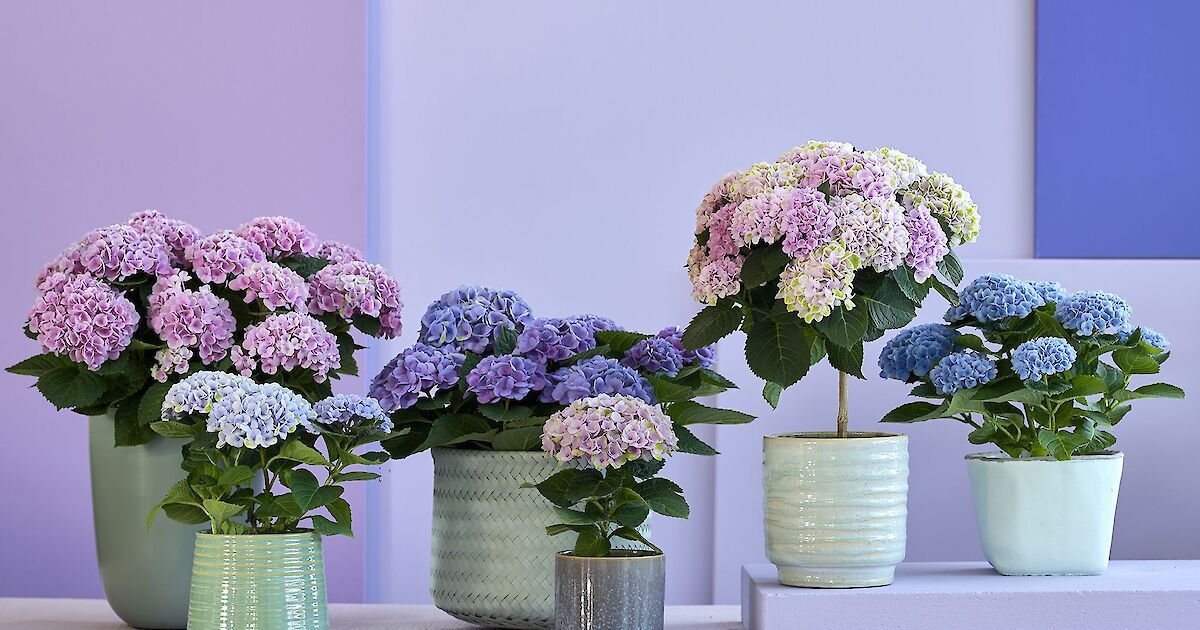 Indoor hydrangeas: Magical, the rewarding hydrangea for the home ...