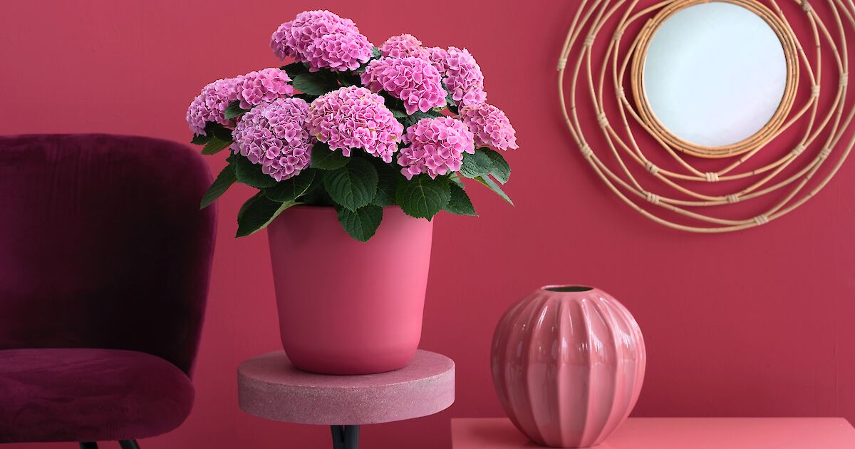 Magical® Elizabeth Ashley hydrangea | Magical Hydrangea