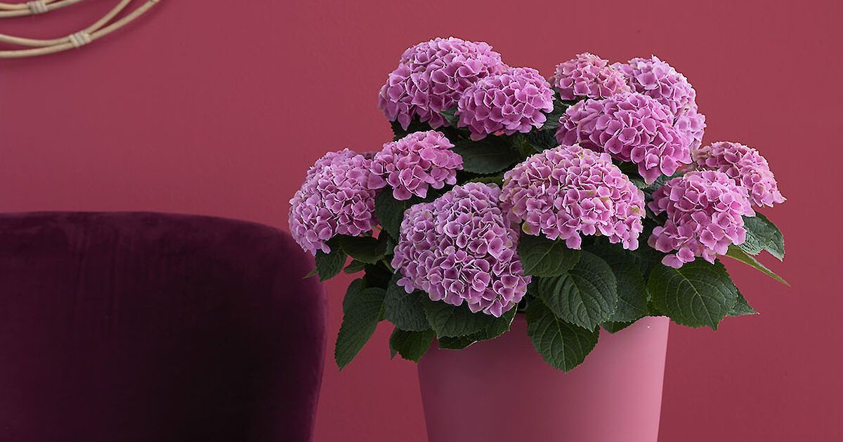 150 days of flowering and color in the house | Magical Hydrangea
