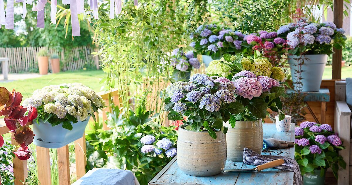The marketing teams behind Magical Hydrangeas | Magical Hydrangea