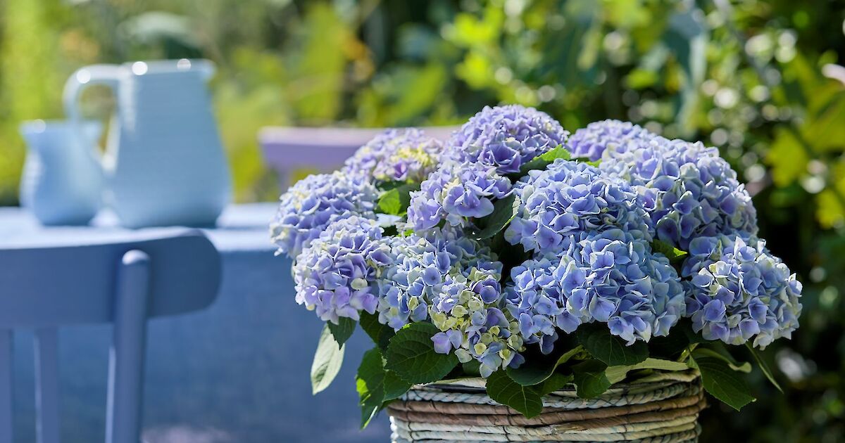 Magical garden hydrangea wins prize for lifespan | Magical Hydrangea