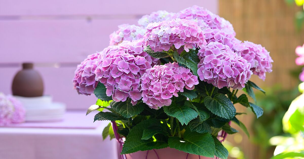 Magical Hydrangeas are not afraid of water | Magical Hydrangea