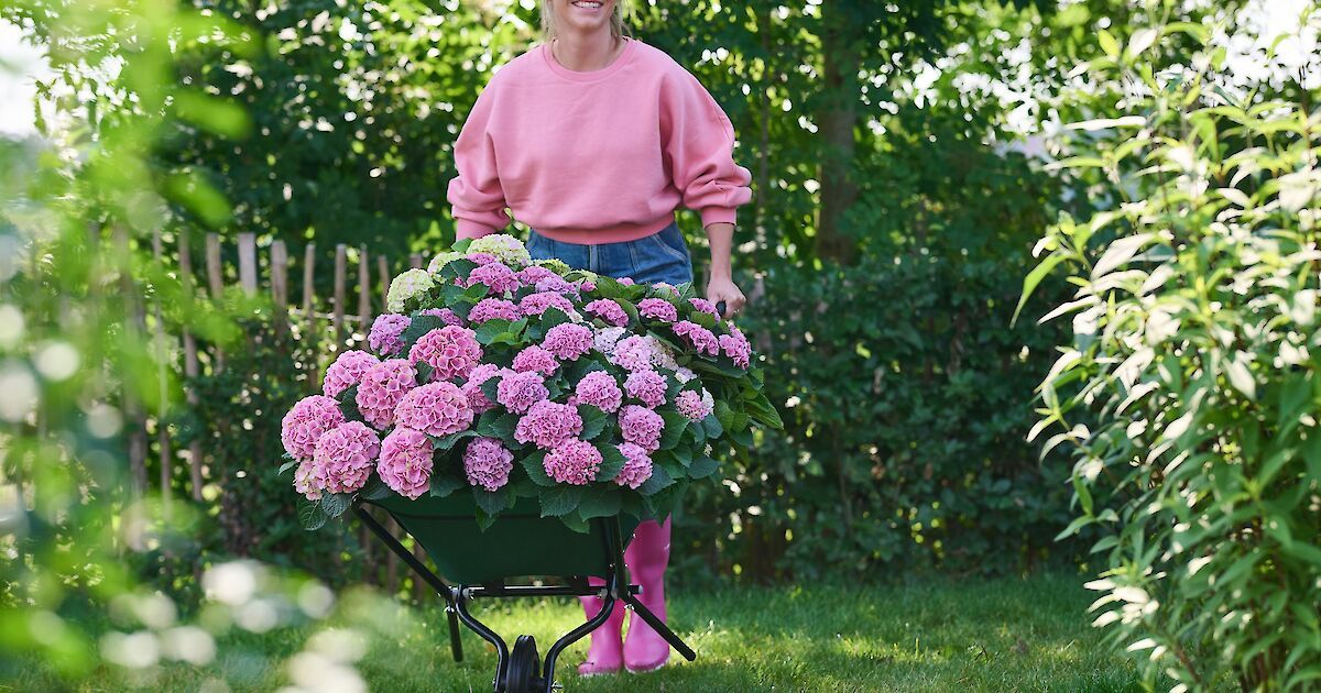 The ideal time to plant a Magical Hydrangea | Magical Hydrangea