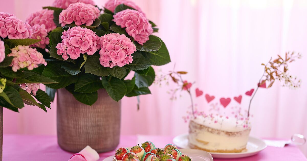 What is the ideal place in the house for a Magical Hydrangea? | Magical ...