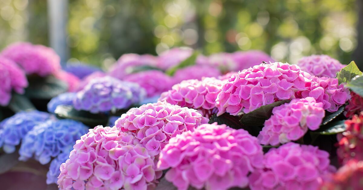 Magical® Elizabeth Ashley hydrangea | Magical Hydrangea