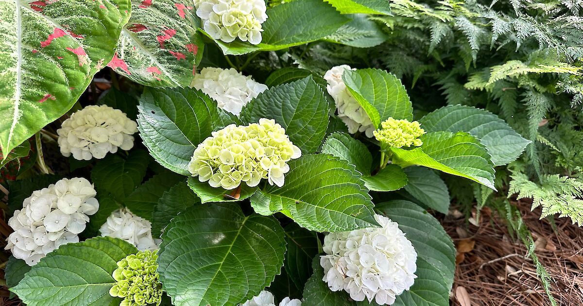 Magical® Verdigris hydrangea | Magical Hydrangea